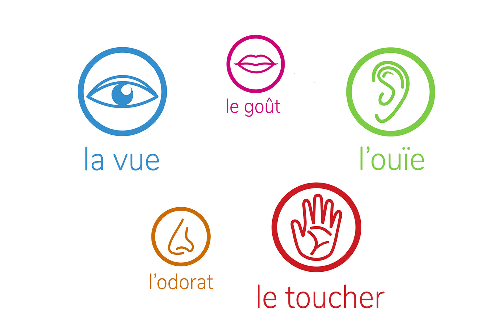 Le rôle de la vue, du toucher et de l’ouïe dans le processus alimentai ...